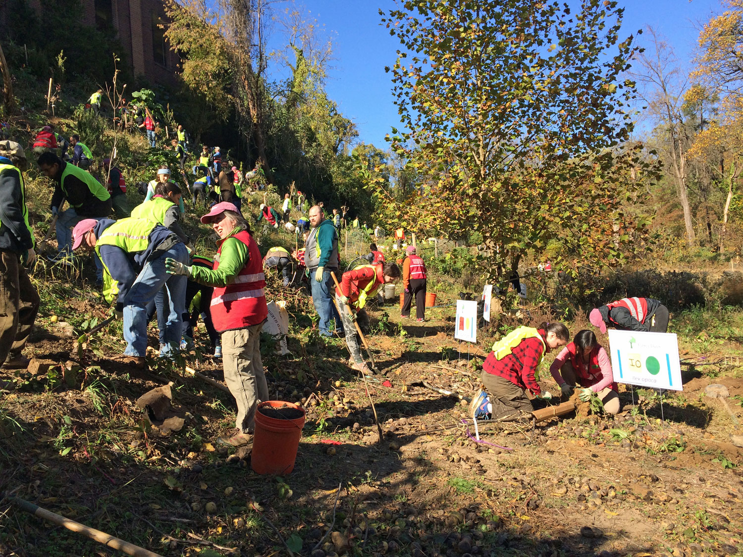 Casey Trees and Volunteers Partner with DOPC to Plant 150 Trees